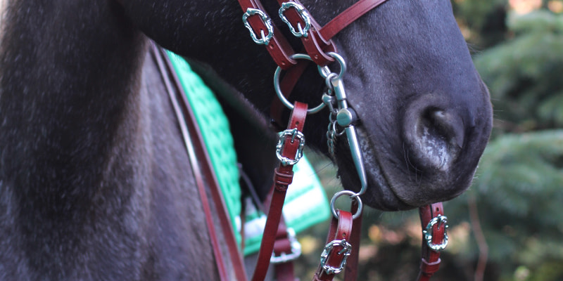 Einstieg & Umstellung deines Pferdes auf Kandare | PICADERA Blog